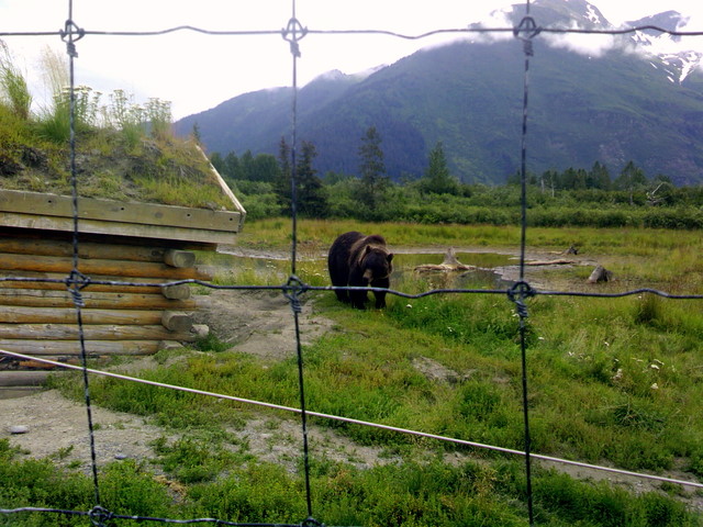 The Alaska Wildlife Conservation Center