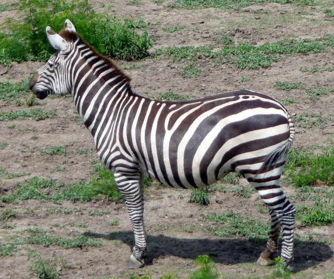 Exploring the Kansas City Zoo With a 6 Year Old