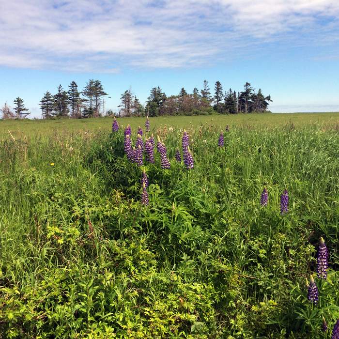 Highlights From Our Visit to Prince Edward Island Via Cruise Ship